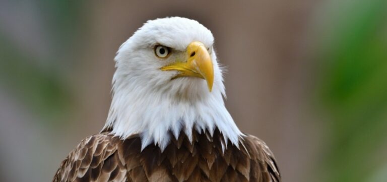Adler Namen - Namensideen für den König der Lüfte
