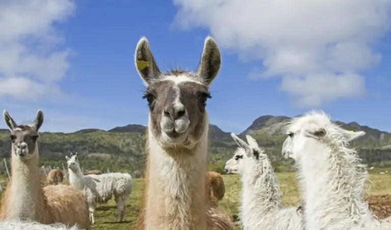 Schöne Namen für Lamas (männliche & weibliche)